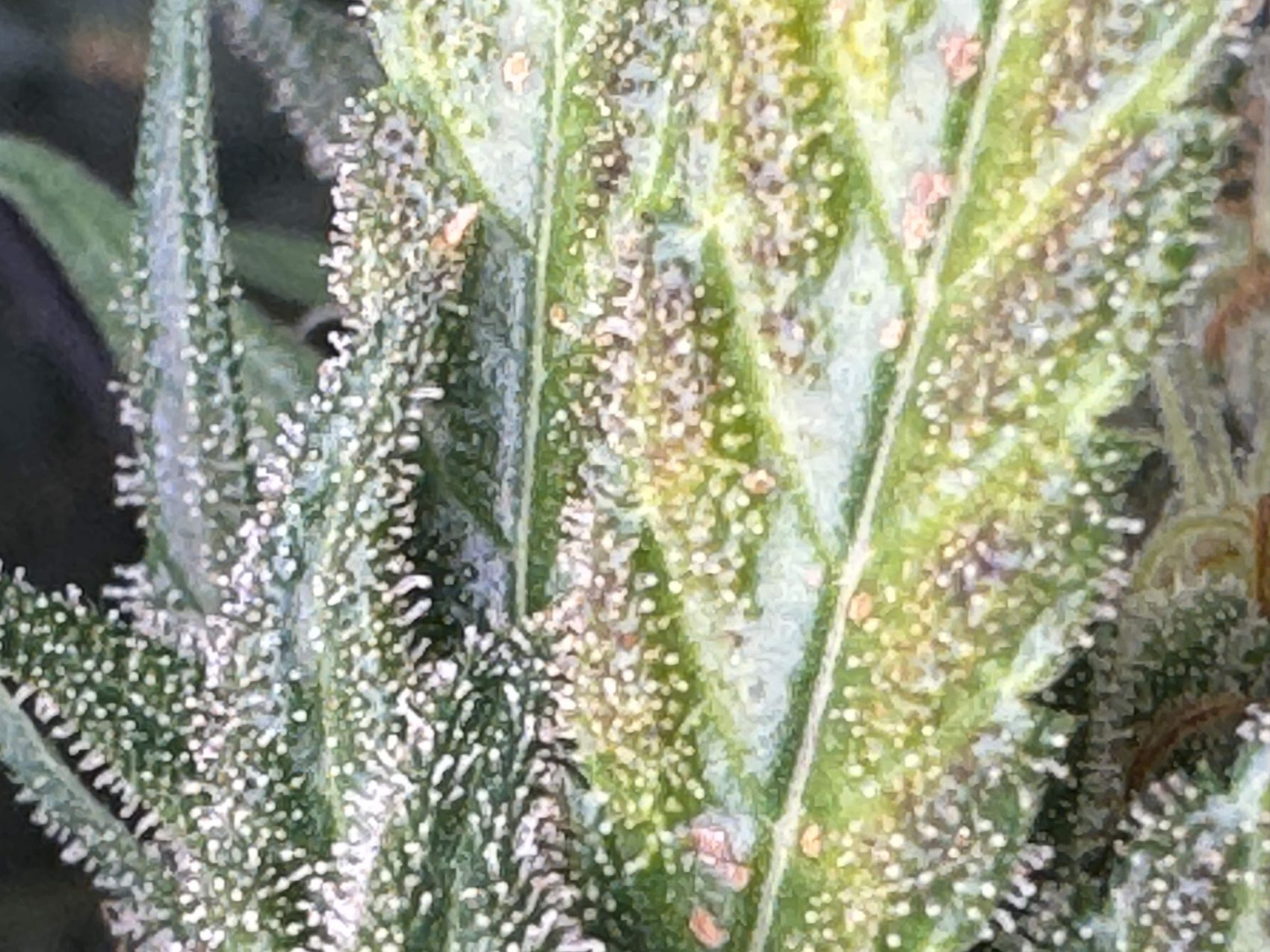 Bahama Bussdown / Solfire Gardens: photos - GrowDiaries