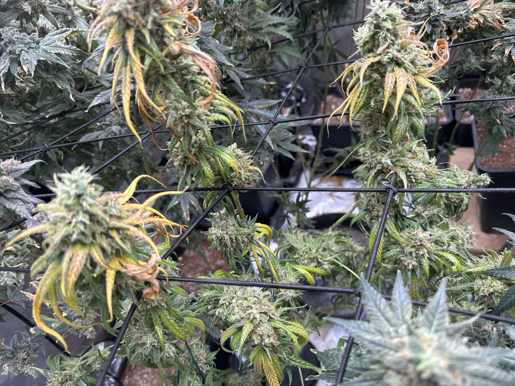 Bahama Bussdown / Solfire Gardens: photos - GrowDiaries