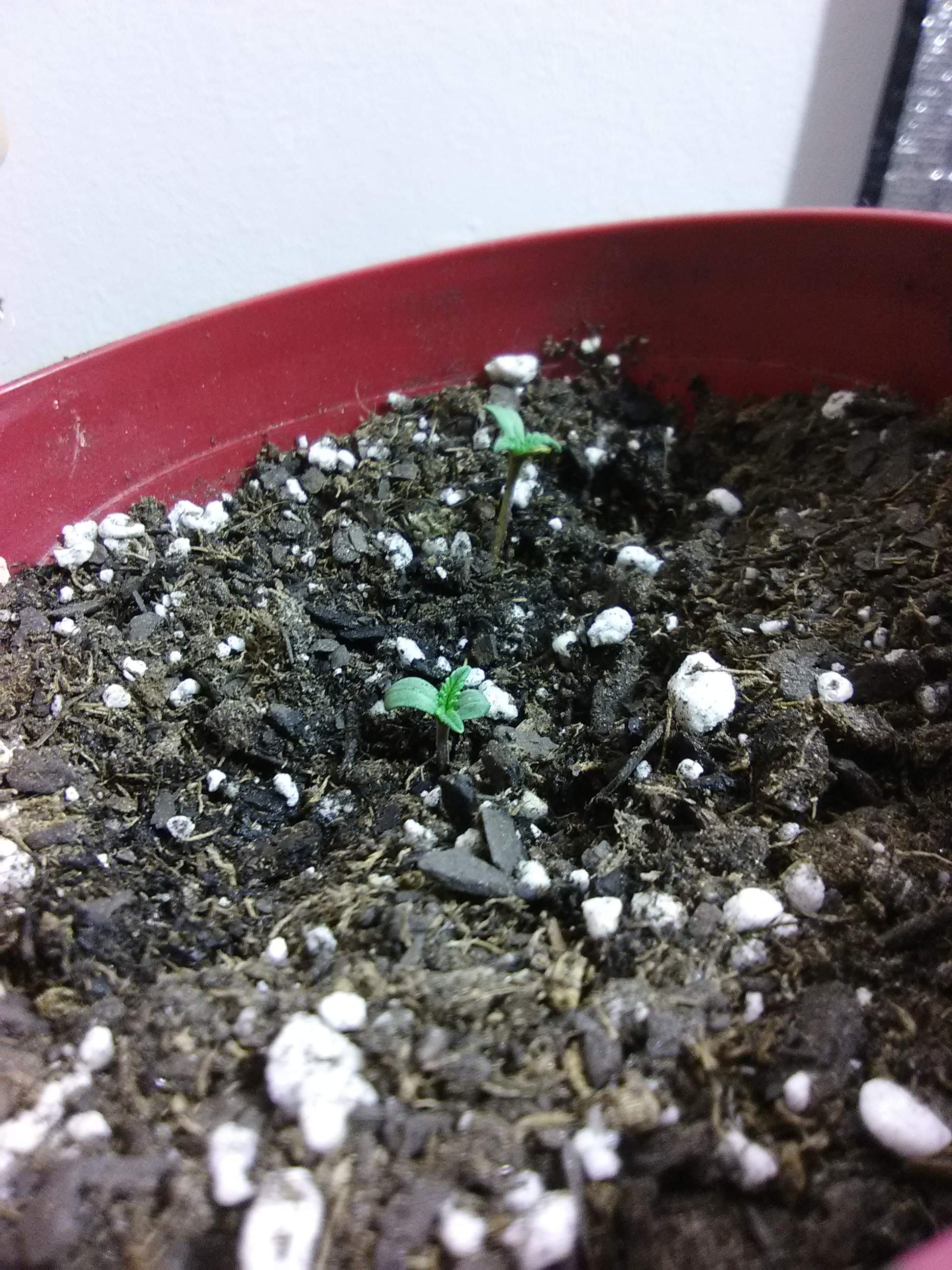 Gelato OG grow diary (journal) week1 by growyourown18 - GrowDiaries