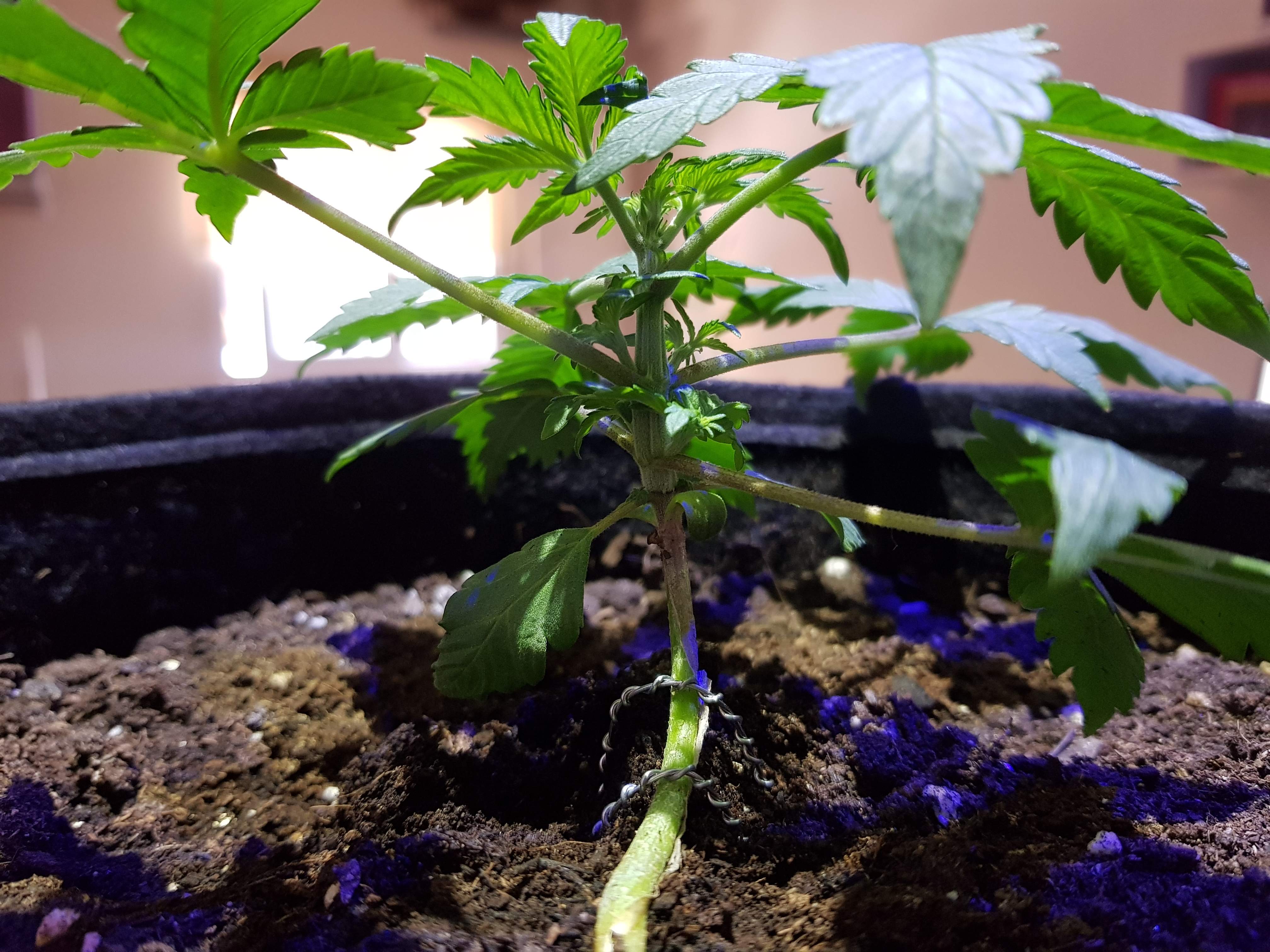 Fast Buds LSD-25 Auto grow diary (journal) week4 by Astrolavos ...
