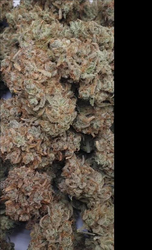 Gelato Auto Seeds by Fast Buds - GrowDiaries