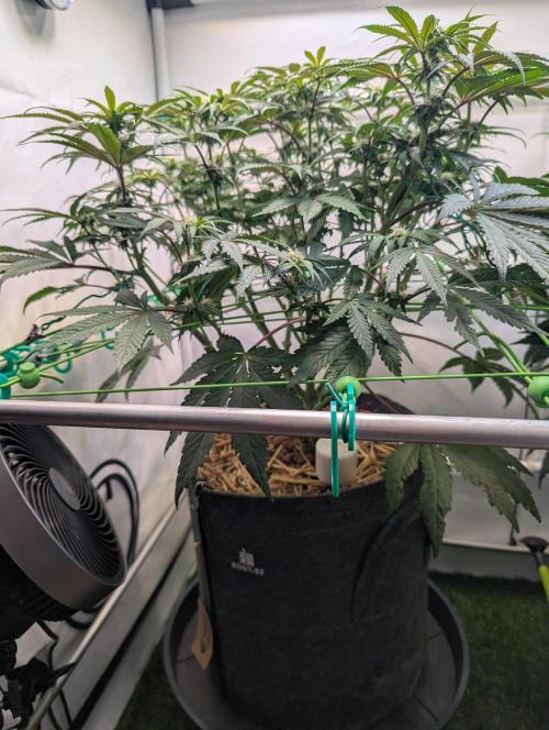 Biscotti Gelato & Papayton in Flo grow diary by Terp1 - GrowDiaries