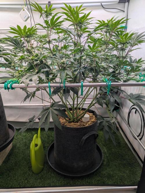 Biscotti Gelato & Papayton in Flo grow diary by Terp1 - GrowDiaries