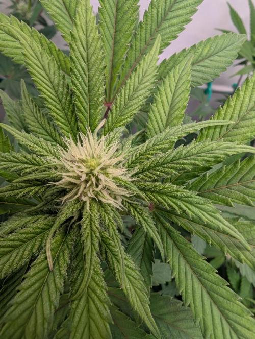 Biscotti Gelato & Papayton in Flo grow diary by Terp1 - GrowDiaries