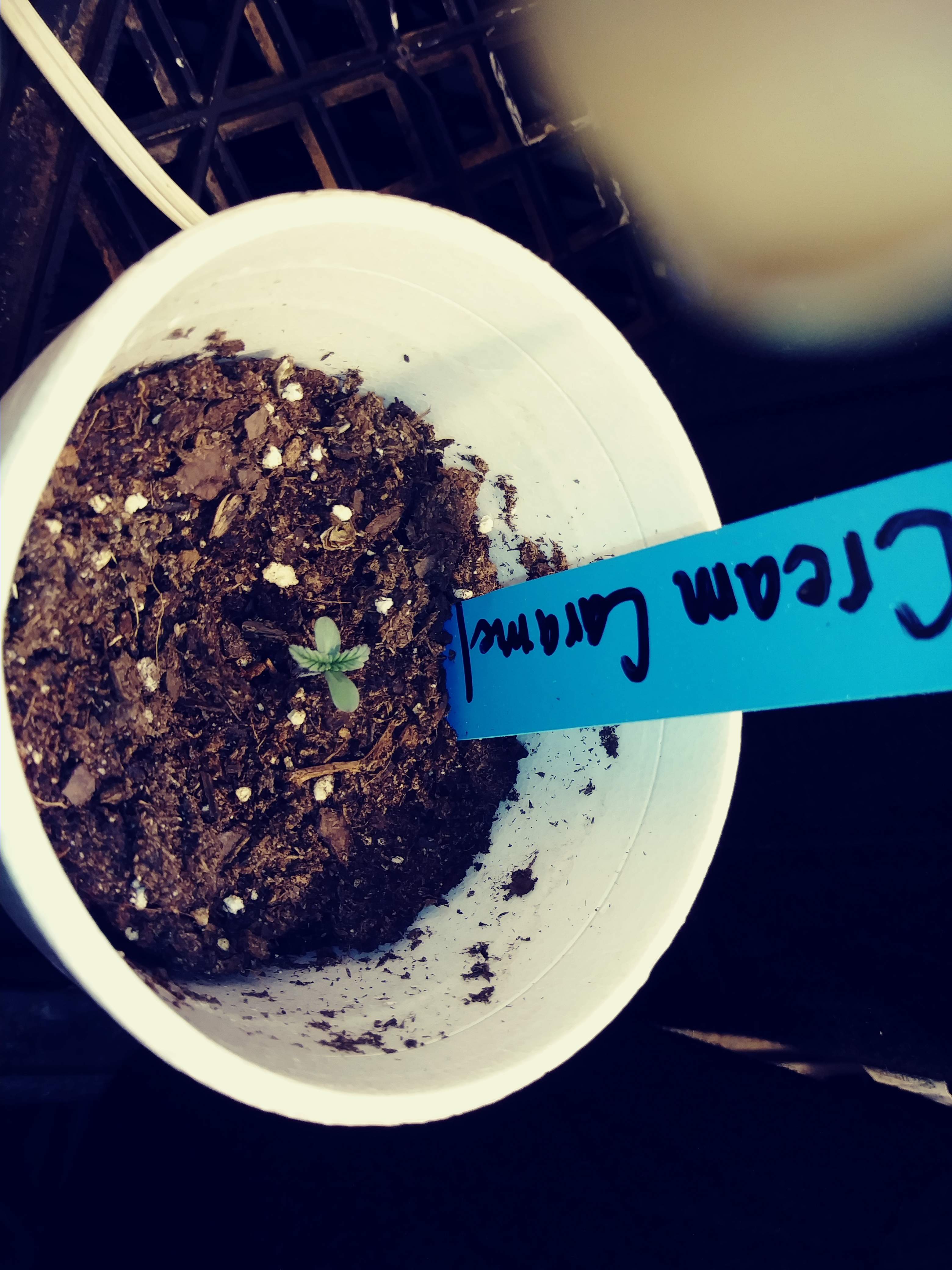 Sweet Seeds Cream Caramel® grow diary (journal) week4 by FrostyGardens ...