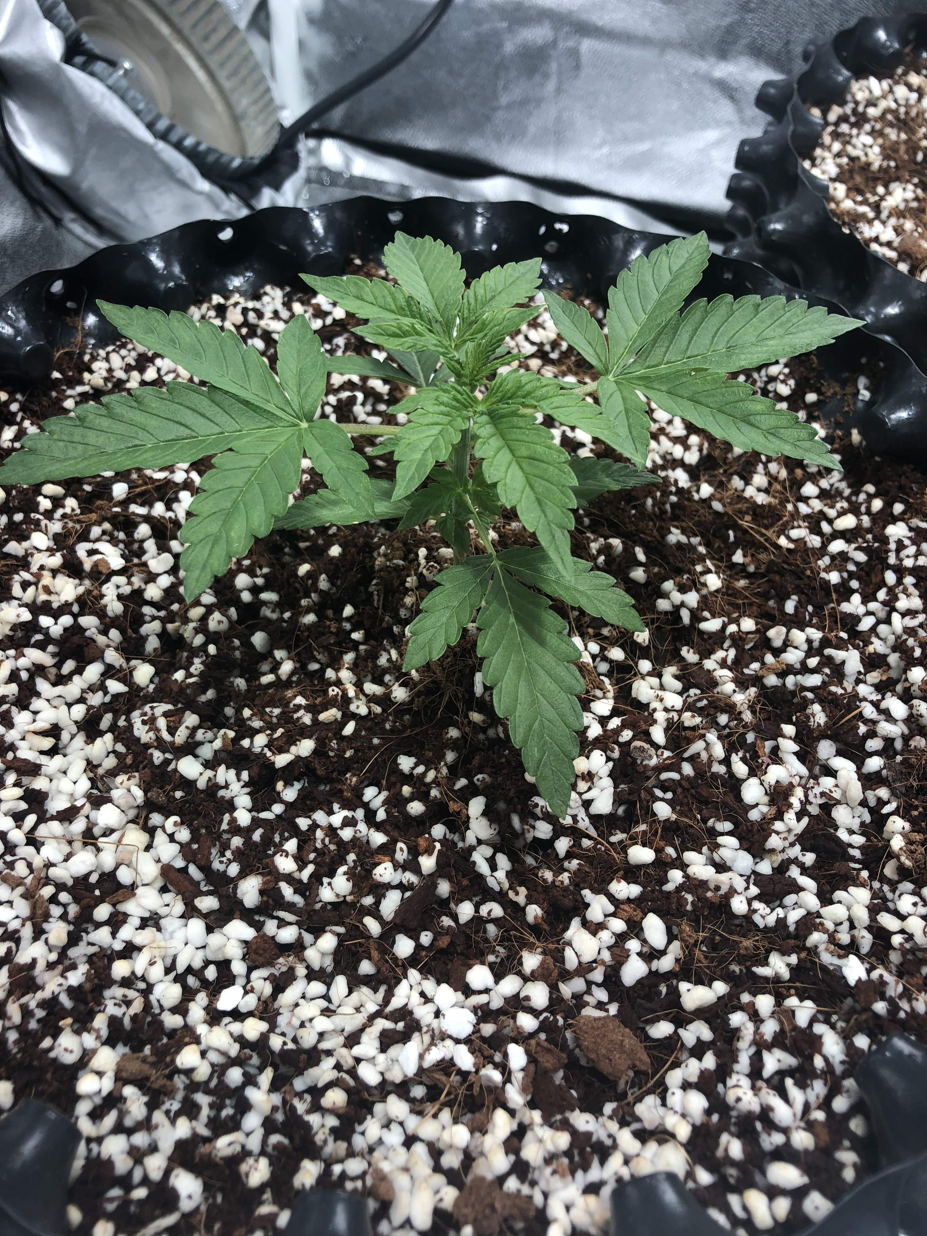 Fast Buds Green Crack Auto, Sweet Seeds Dark Devil Auto® grow diary ...