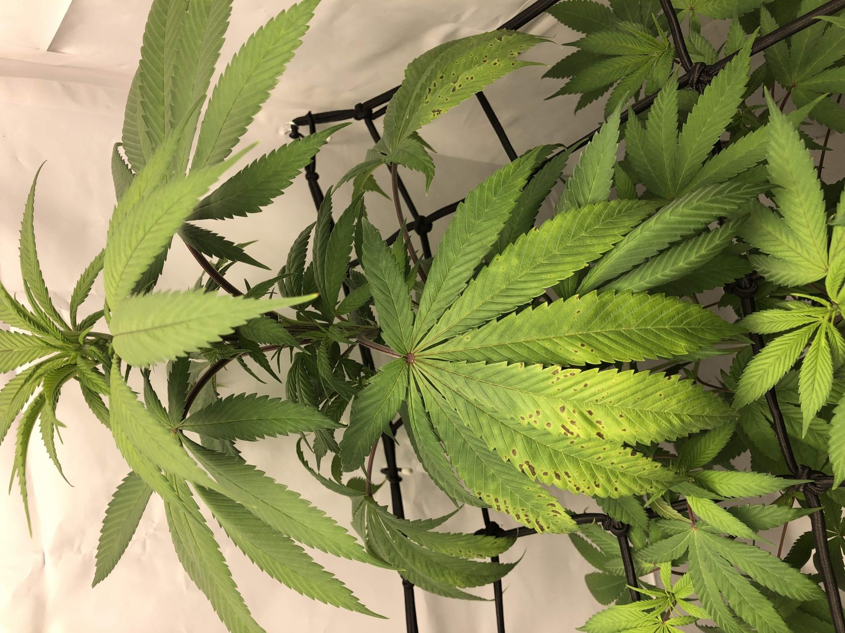 Slow flowering grow question by qoodwater - GrowDiaries