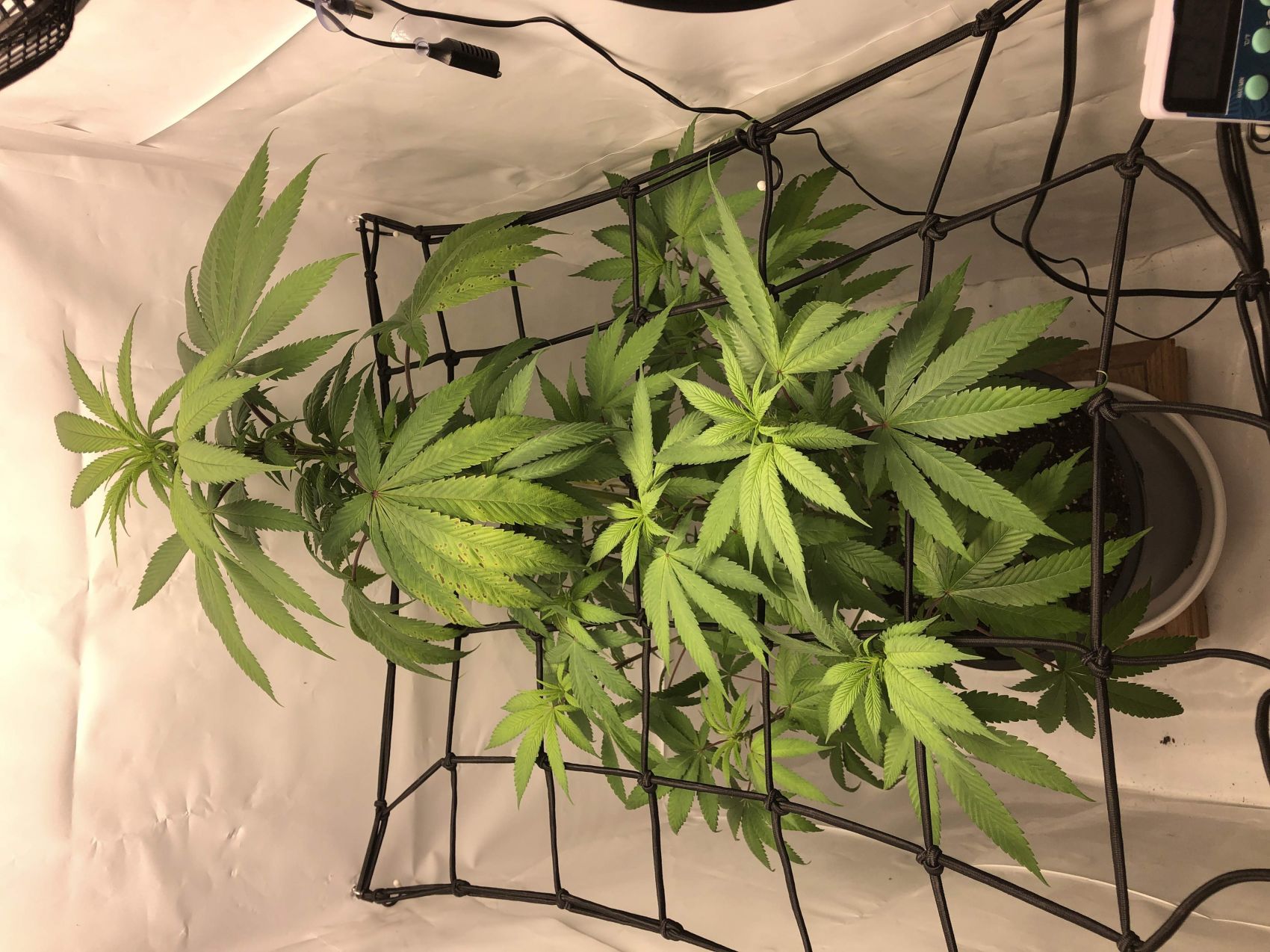 Slow flowering grow question by qoodwater - GrowDiaries