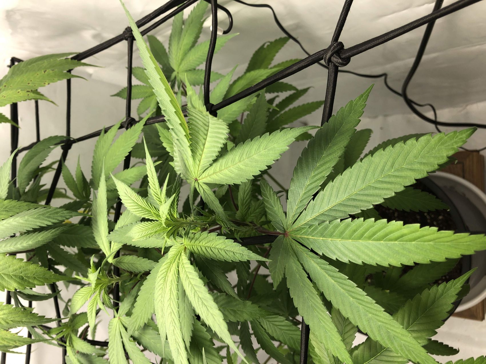 Slow flowering grow question by qoodwater - GrowDiaries