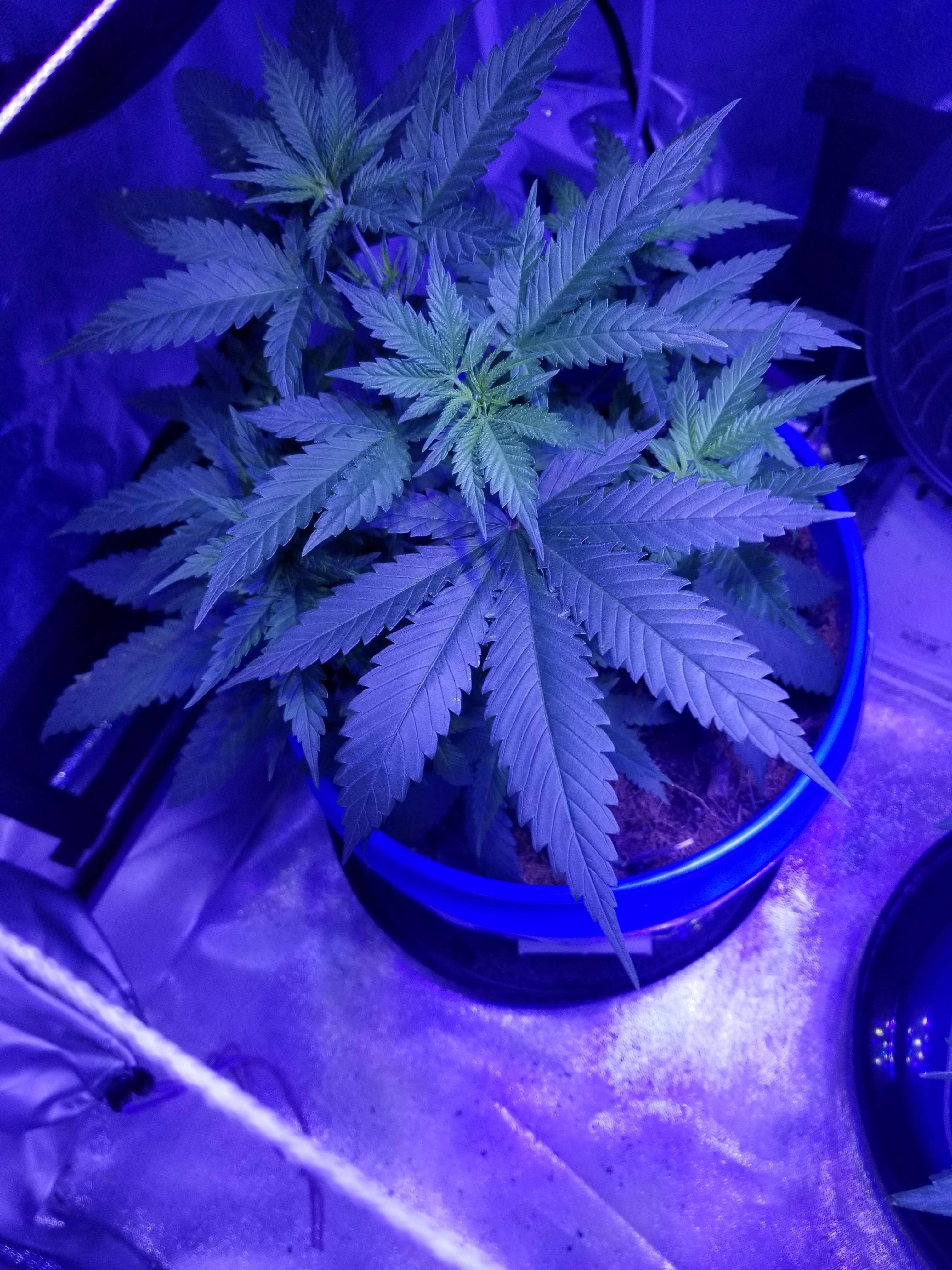 Green House Seed Co. Franco's Lemon Cheese, Green Bud Seeds Lemon Pie ...