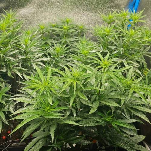 Gala CBD, Banana Kush grow journal by Fresco_Grower - GrowDiaries