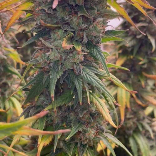 OG Kush Strain Info / OG Kush Weed By Barney's Farm - GrowDiaries