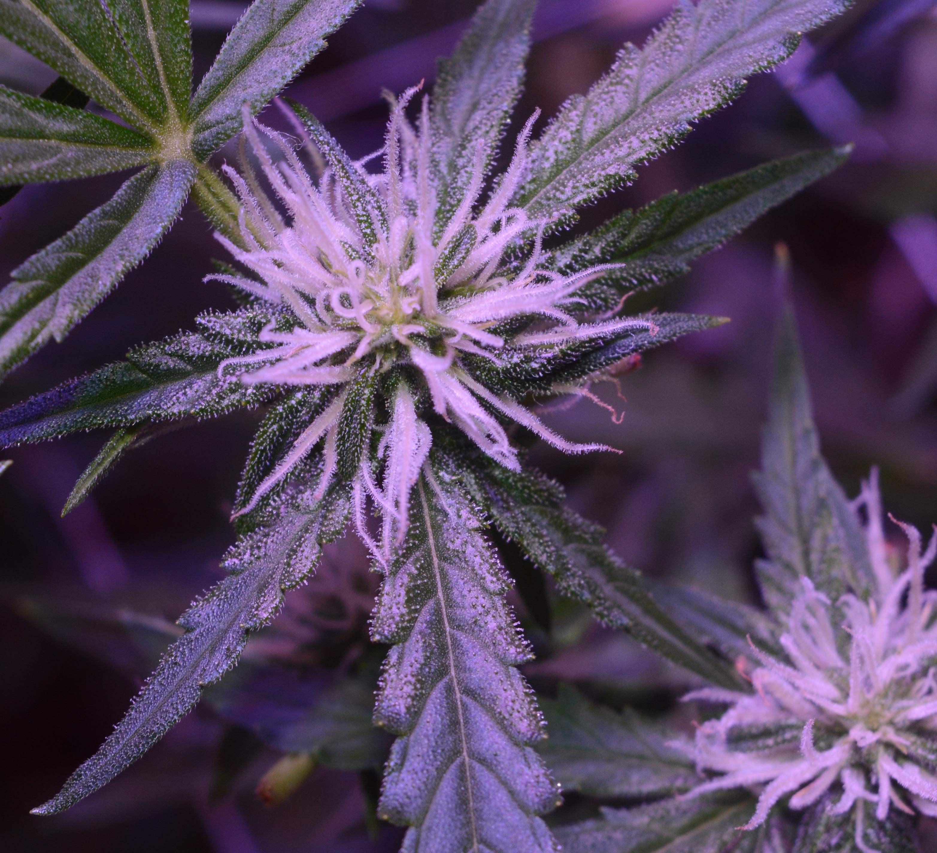 Seedstockers O.G. Kush Autoflower grow journal week8 by Freddd ...