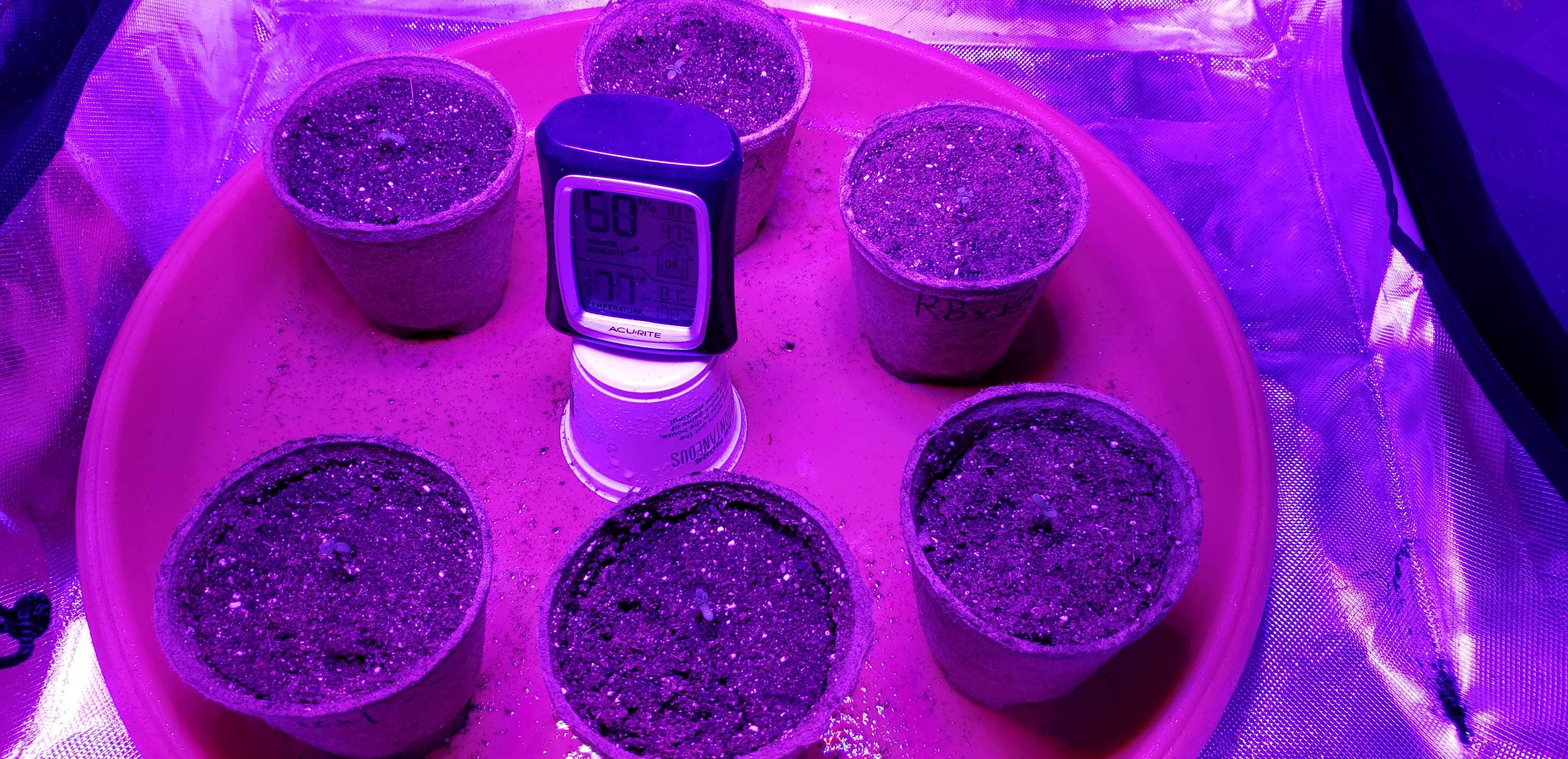 Ethos Cresendo RBx1, Ethos Crescendo RBxV2 grow diary (journal) week1 ...