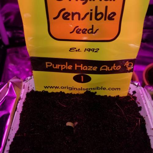 Custom Breeder & Strain Purple Haze Auto - Original Sensible Seeds grow ...