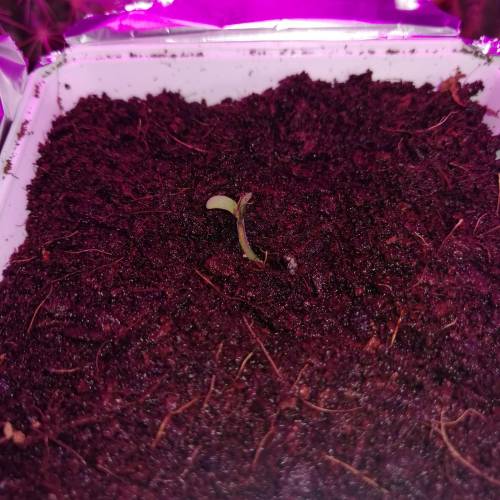 Custom Breeder & Strain Purple Haze Auto - Original Sensible Seeds grow ...