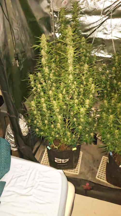Gorilla Cookies Auto Seeds by Fast Buds - GrowDiaries