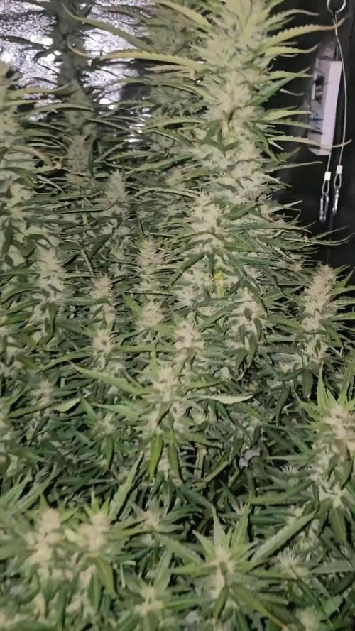Gorilla Cookies Auto Seeds by Fast Buds - GrowDiaries