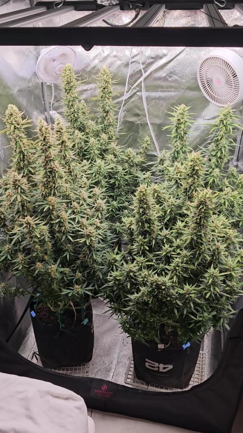 Gorilla Cookies Auto Seeds by Fast Buds - GrowDiaries