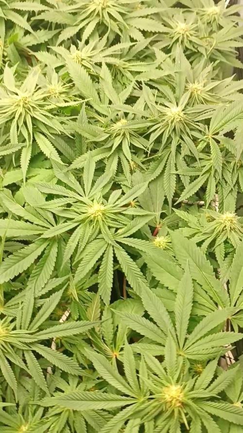 Royal Runtz Seeds by Royal Queen Seeds - GrowDiaries