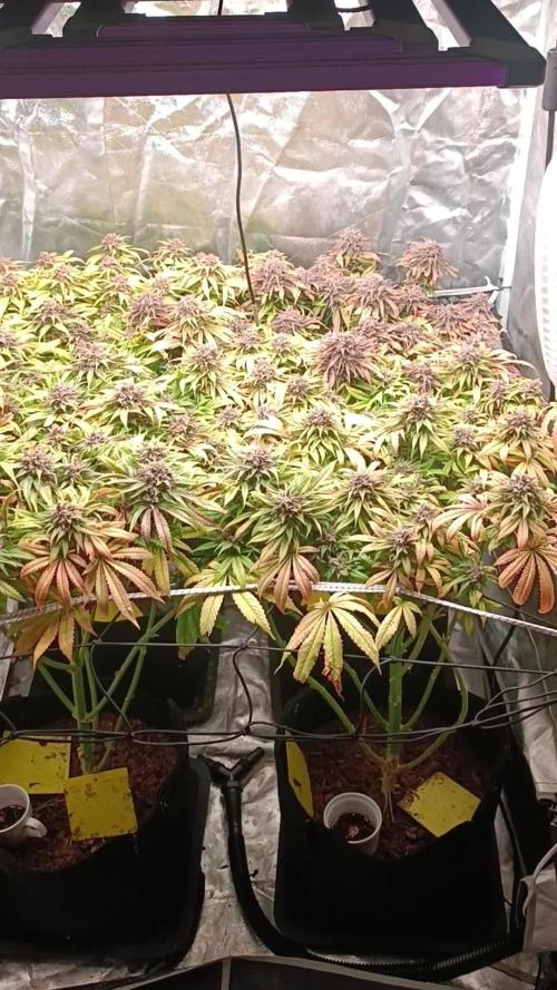 Royal Runtz Seeds by Royal Queen Seeds - GrowDiaries