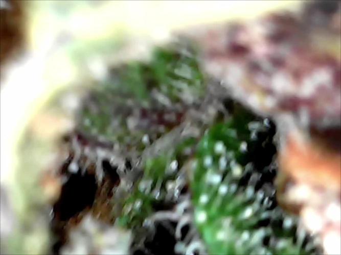 Royal Runtz Seeds by Royal Queen Seeds - GrowDiaries