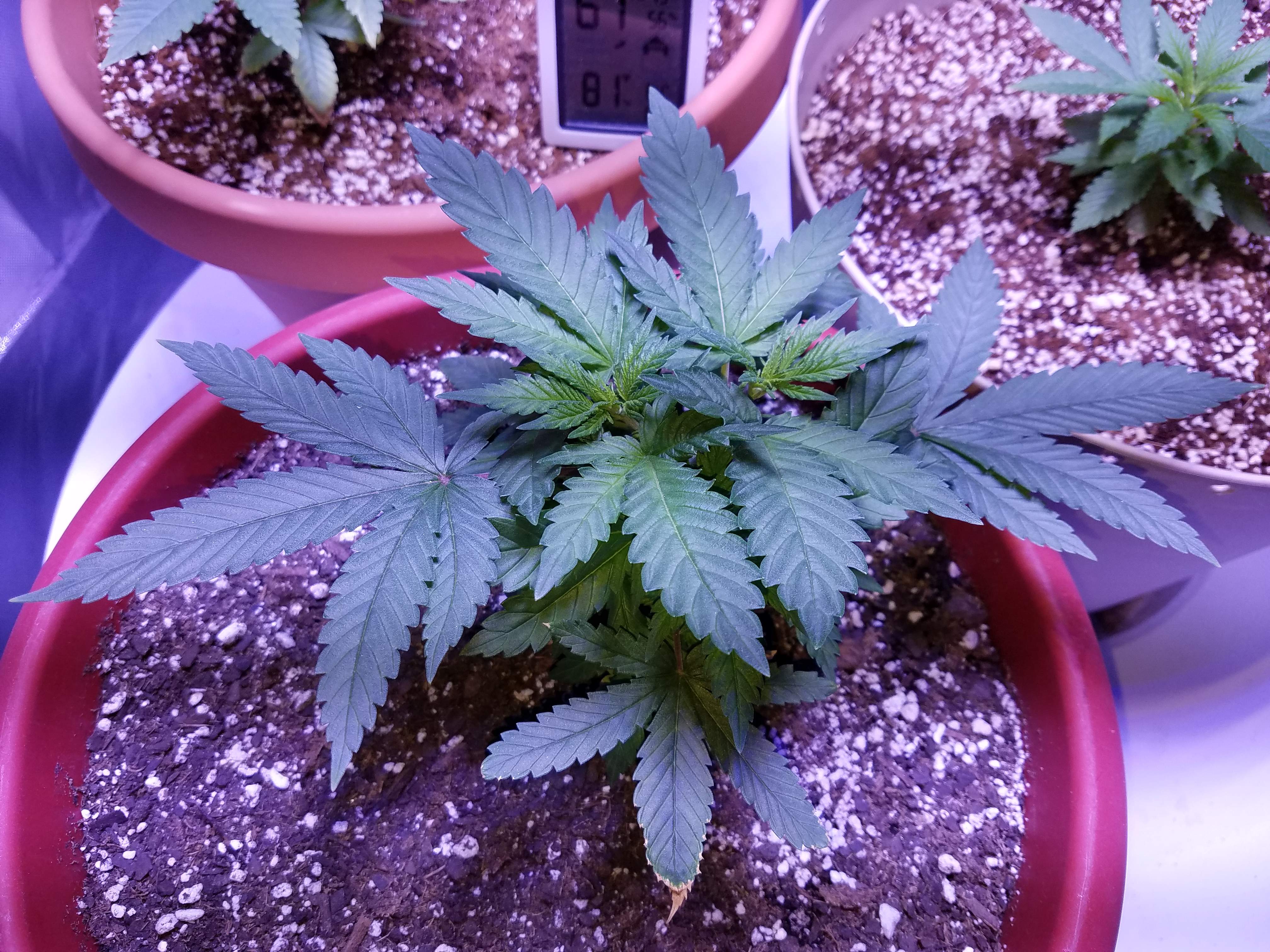 Emerald Triangle Seeds Grapefruit Krush grow diary (journal) week3 by ...