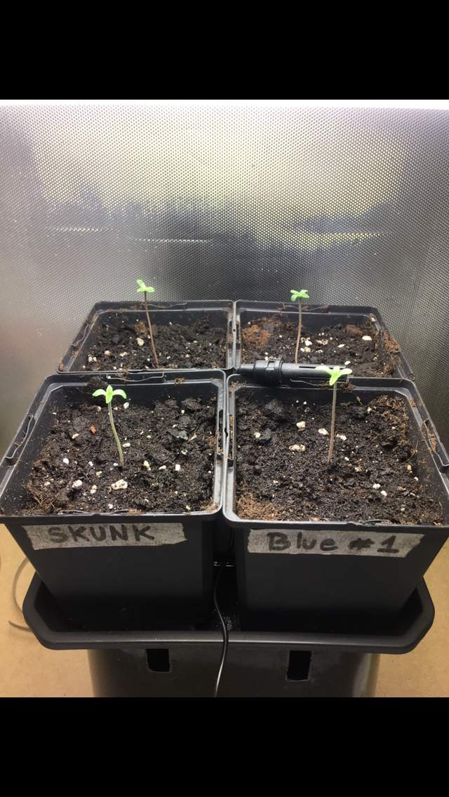 Royal Queen Seeds Blue Mystic, Royal Queen Seeds Skunk XL, Royal Queen ...