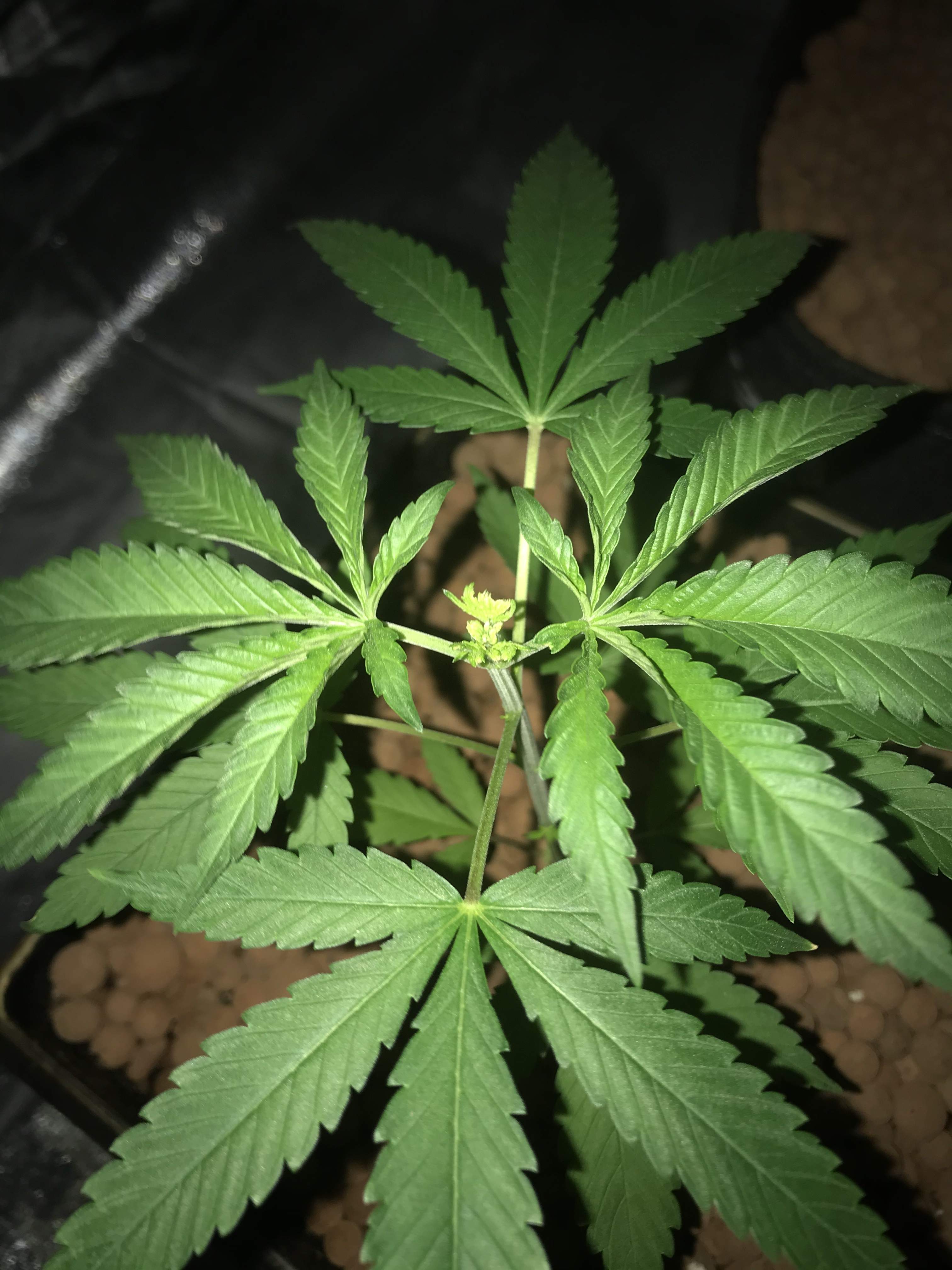 Zamnesia Seeds Runtz grow diary (journal) week5 by Grass_slinger - GrowDiaries