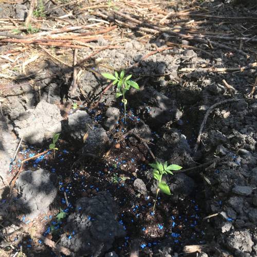 Peyote Cookies, Phantom OG, Purple Punch grow journal by Grass_slinger ...