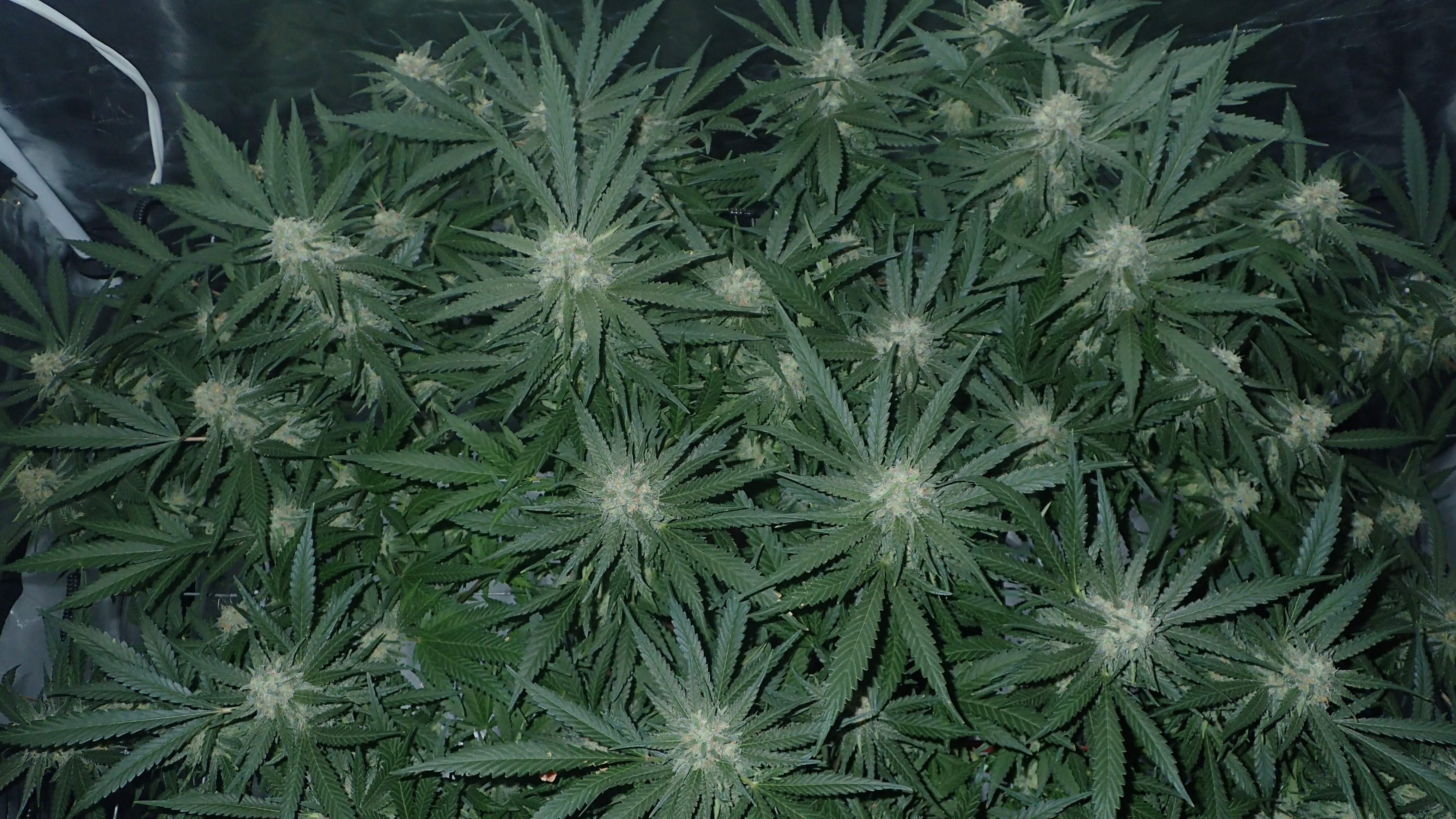 Aztech Alice Nicole grow diary (journal) week17 by DeaneR - GrowDiaries