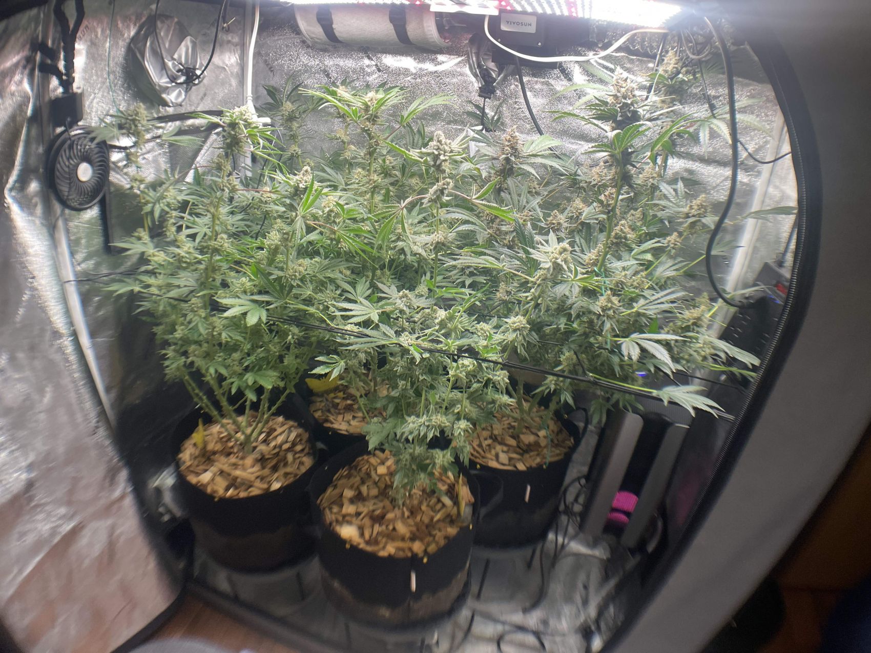 Mandarin Cookies R1 V2 / ETHOS Genetics: photos - GrowDiaries