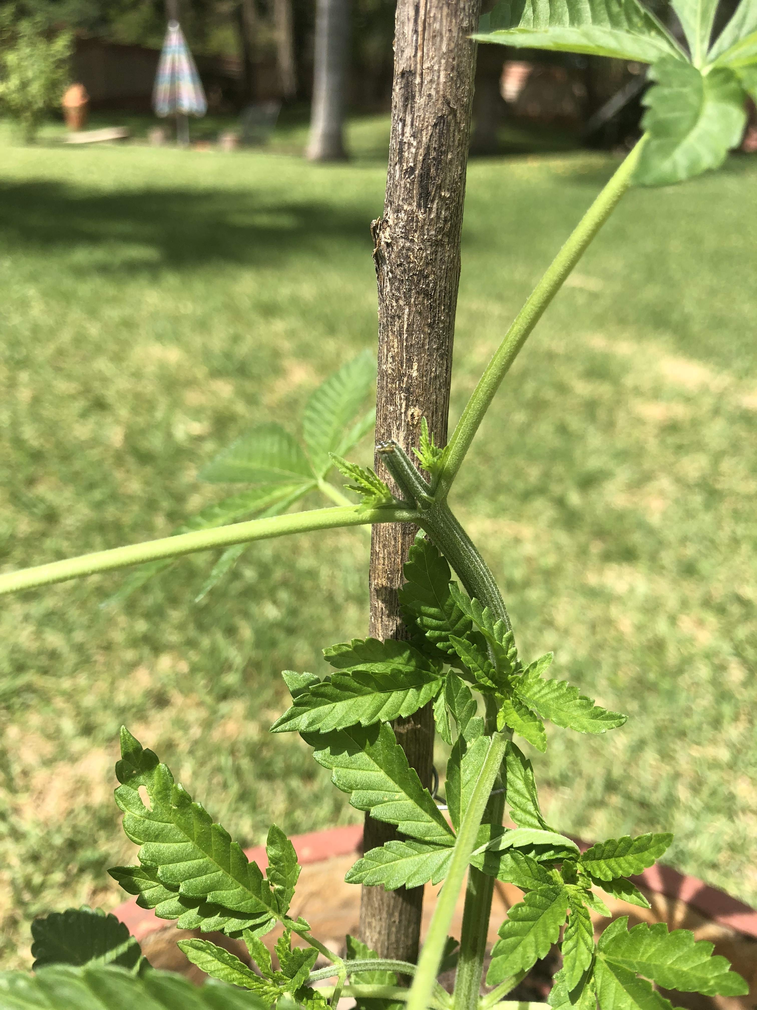 Medical Seeds 2046, MicroGenetica-KUSH grow diary (journal) week5 by ...