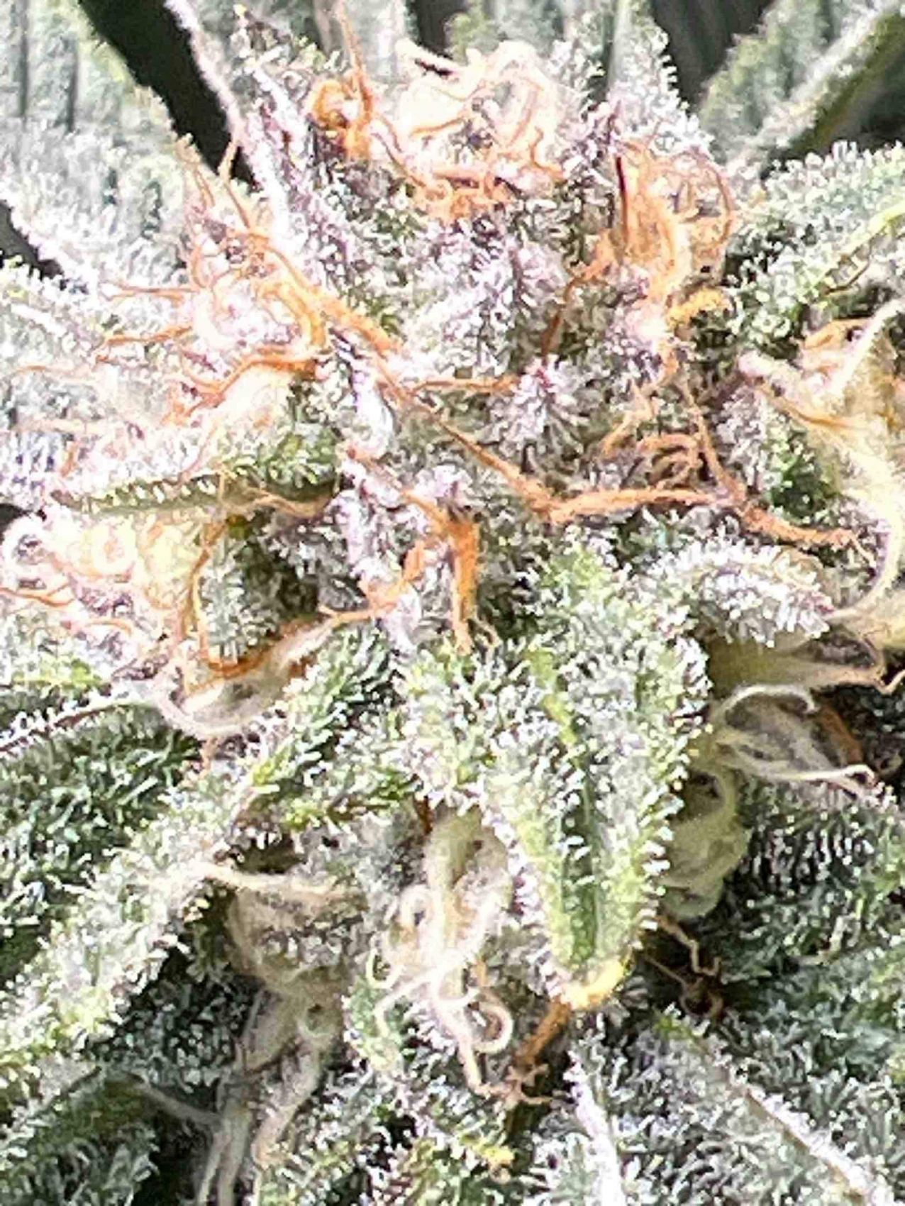 White Runtz / Premium Cultivars: photos - GrowDiaries