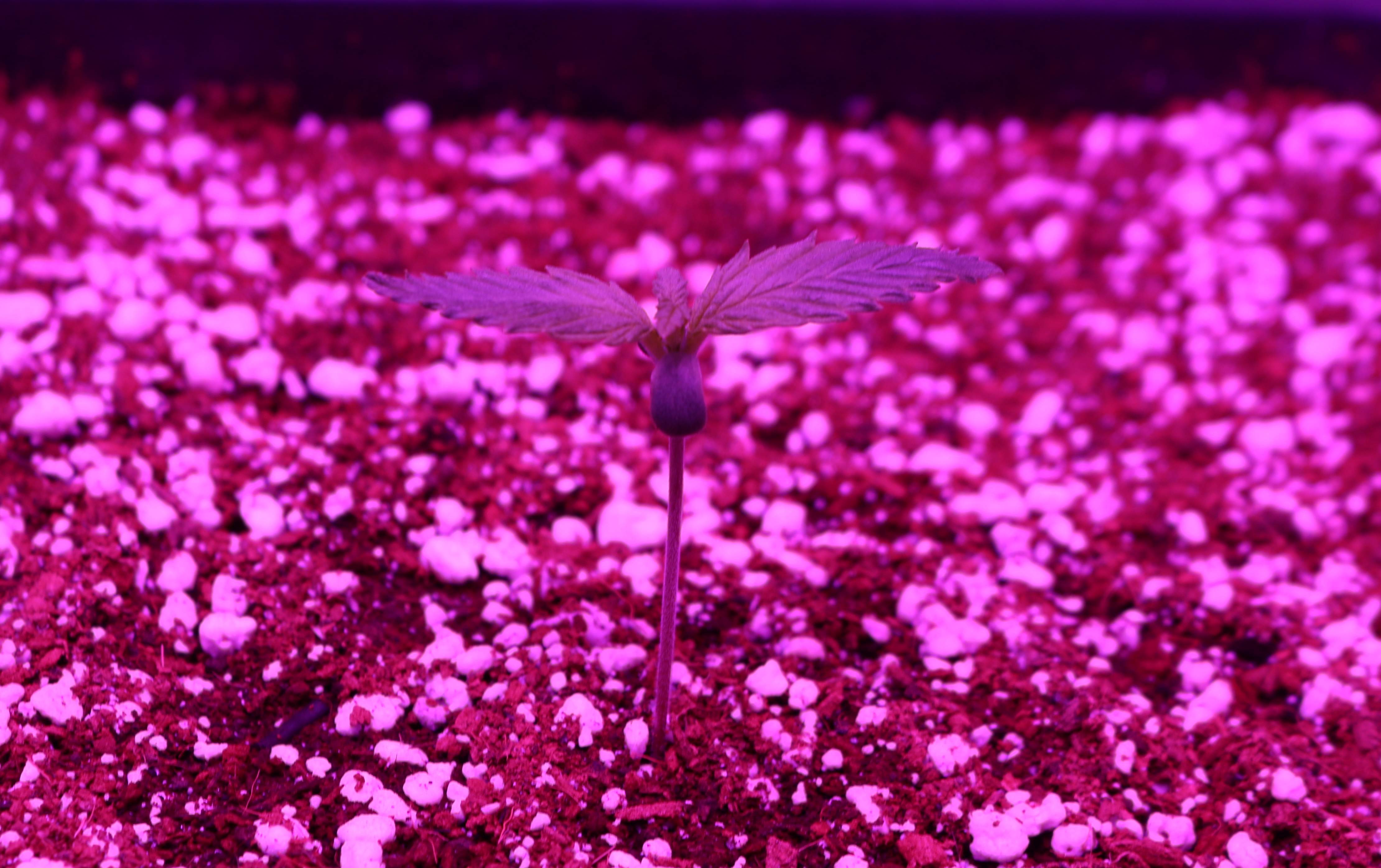 Fast Buds Blue Dream Auto grow diary (journal) week2 by Legalize_it ...