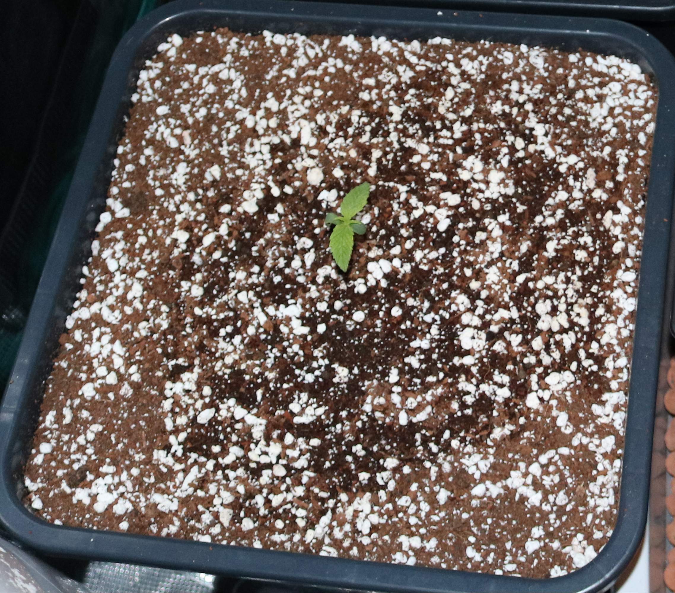 Fast Buds Blue Dream Auto grow diary (journal) week2 by Legalize_it ...