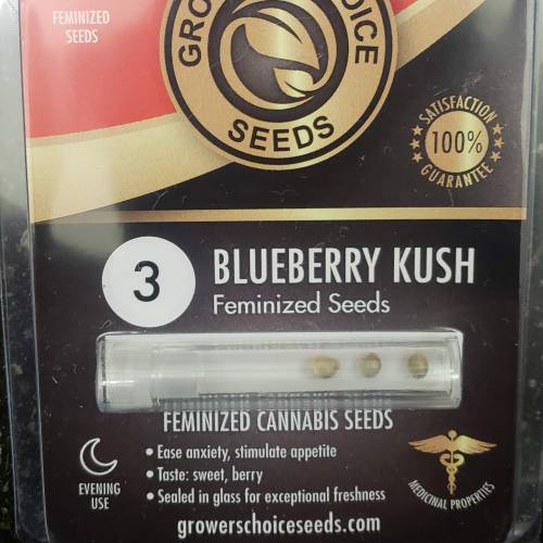 OG Kush, Blueberry Autoflowering , Critical Purple Autoflowering grow ...
