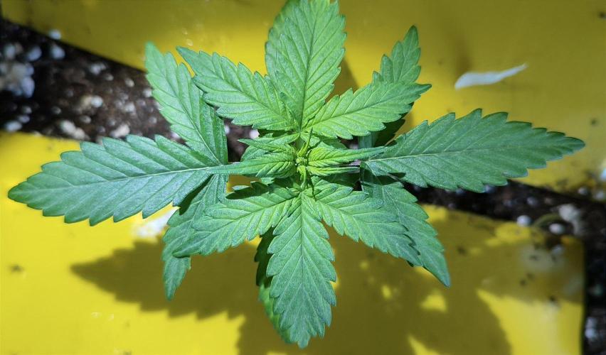 grow journal by guerilla_grow - GrowDiaries