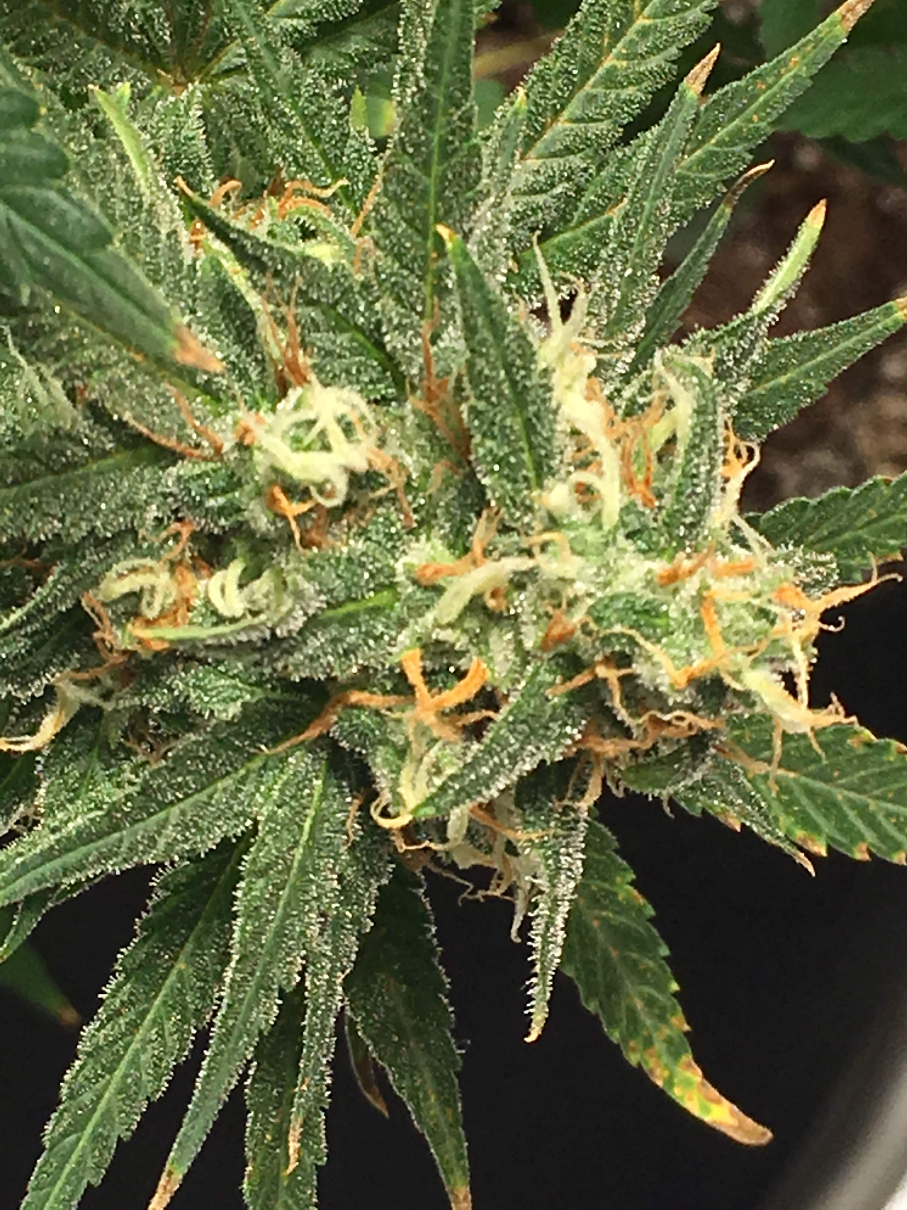 The Cali Connection Purple Chem grow diary (journal) week16 by ...
