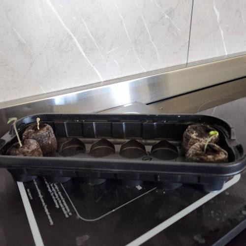 Custom Breeder & Strain Weed seeds Express godfather OG grow journal by ...