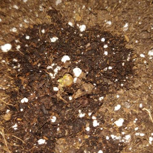 Northern Light Automatic, Red Poison Auto® grow journal by StonedNatha ...