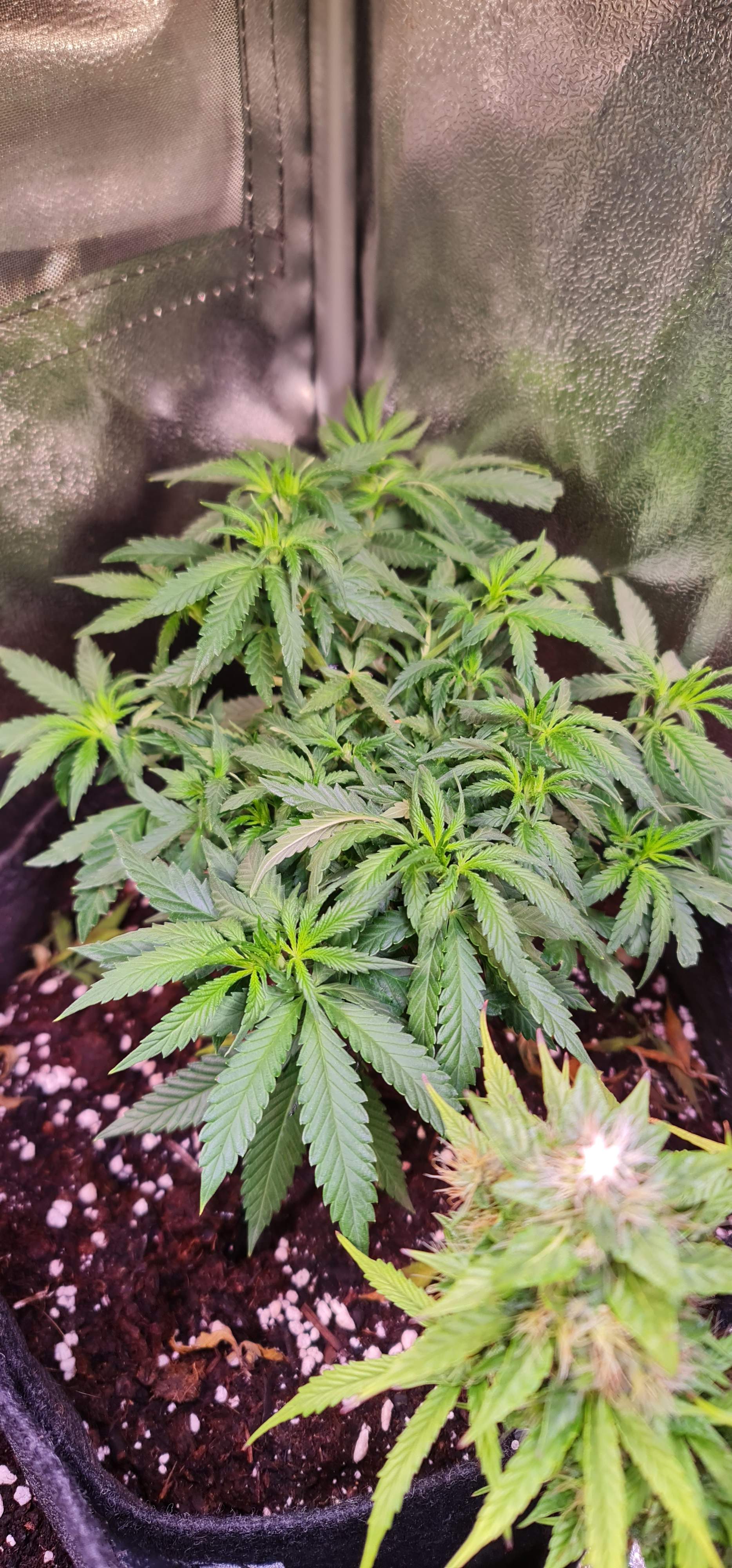 Sweet Seeds Red Mandarine F1 Fast Version grow diary (journal) week6 by ...