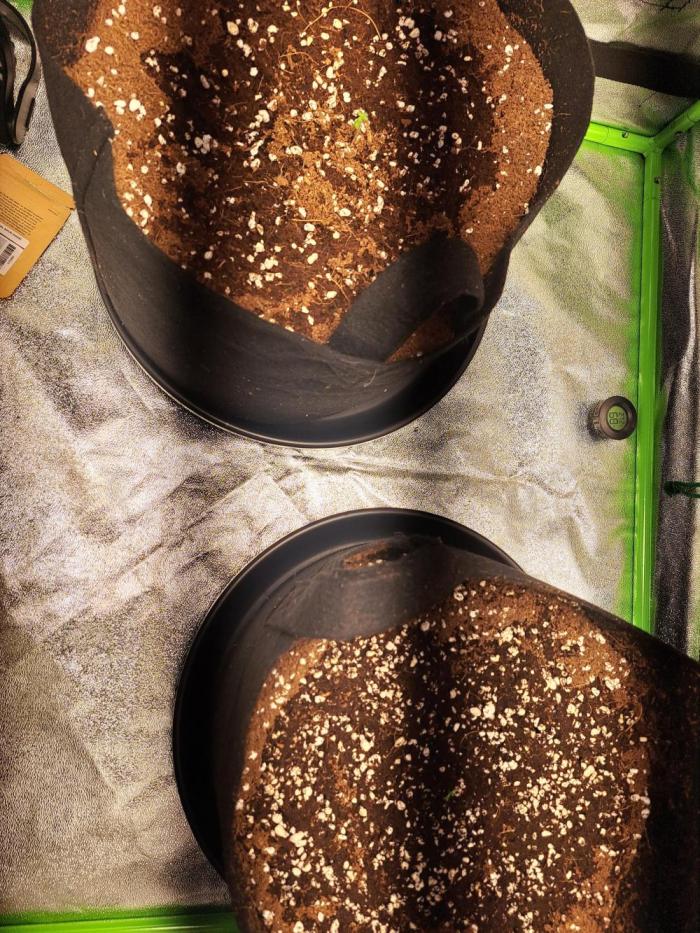 Sour diesel/Blackberry moonrocks grow journal by Snuffles - GrowDiaries