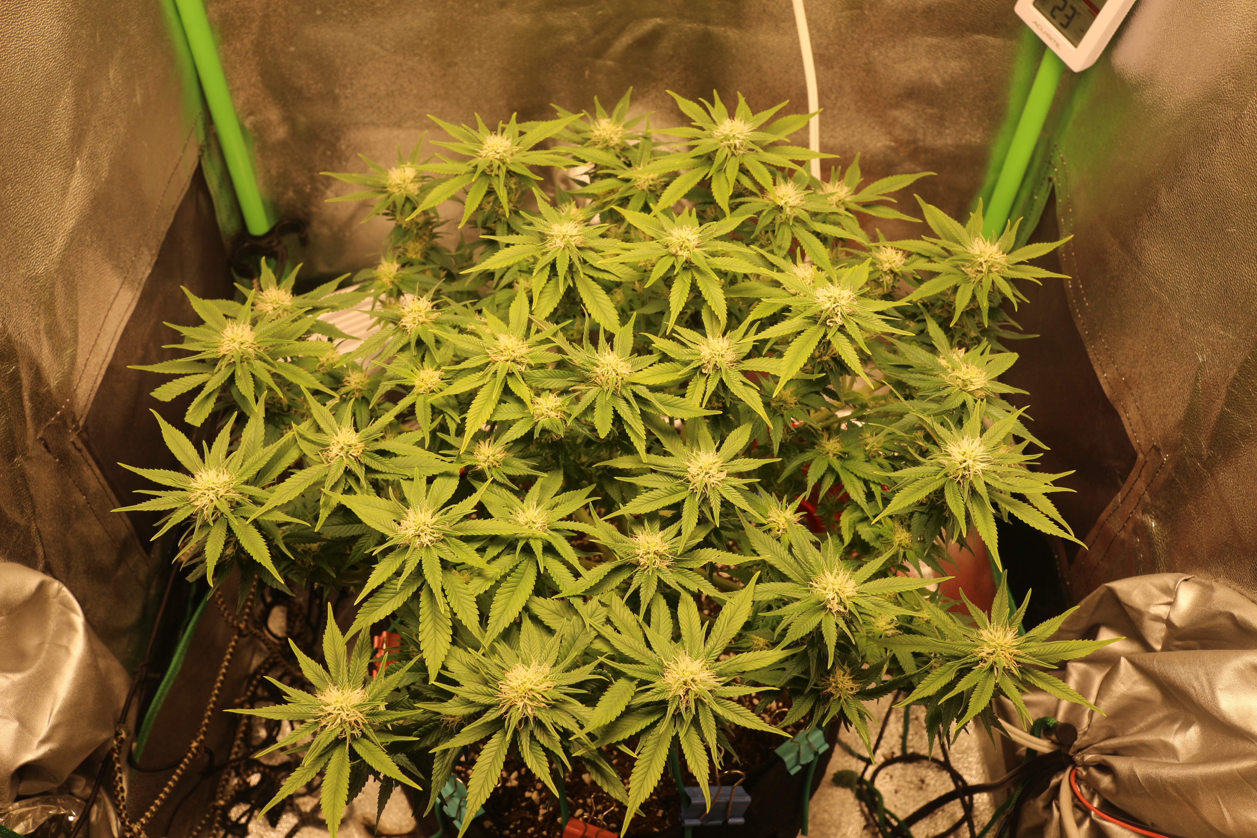 Bomb Seeds THC Bomb grow diary (journal) week12 by ccore - GrowDiaries