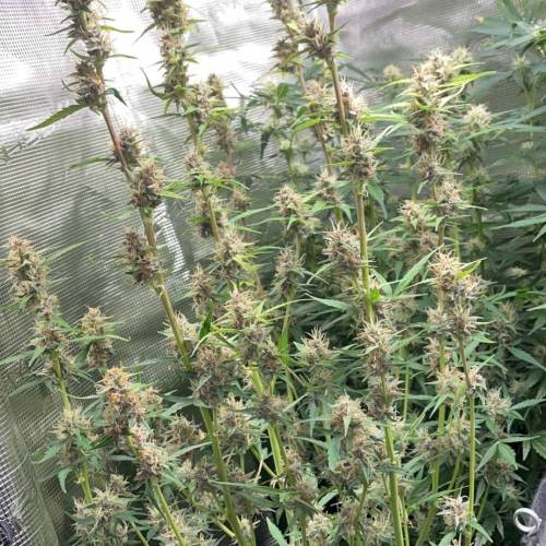 Seedstockers Gorilla Cookies Auto grow diary (journal) week10 by Paci91 ...