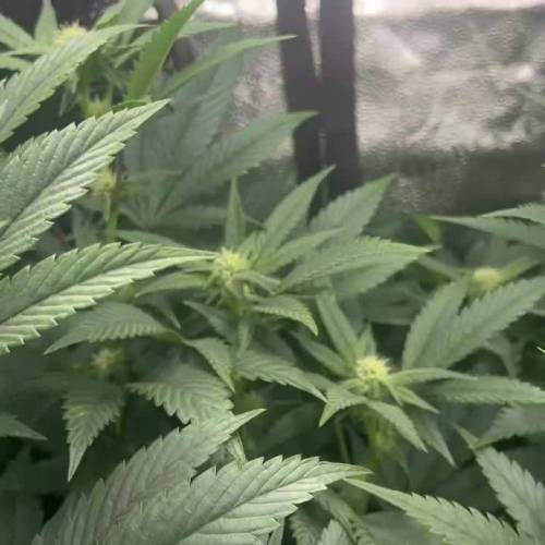 Watermelon Zkittlez Strain Info / Watermelon Zkittlez Weed By Barney's ...