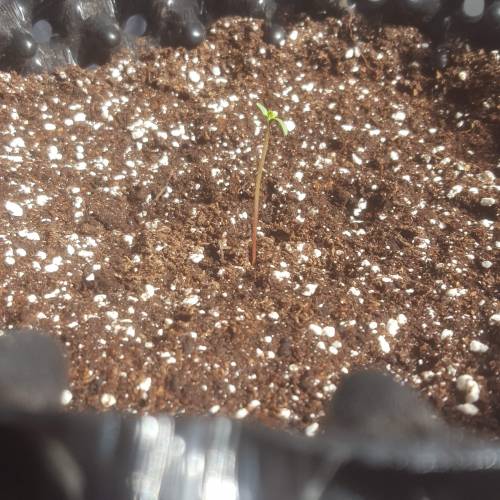 Fastbuds Gorrilla Glue grow journal by Maxranger - GrowD...