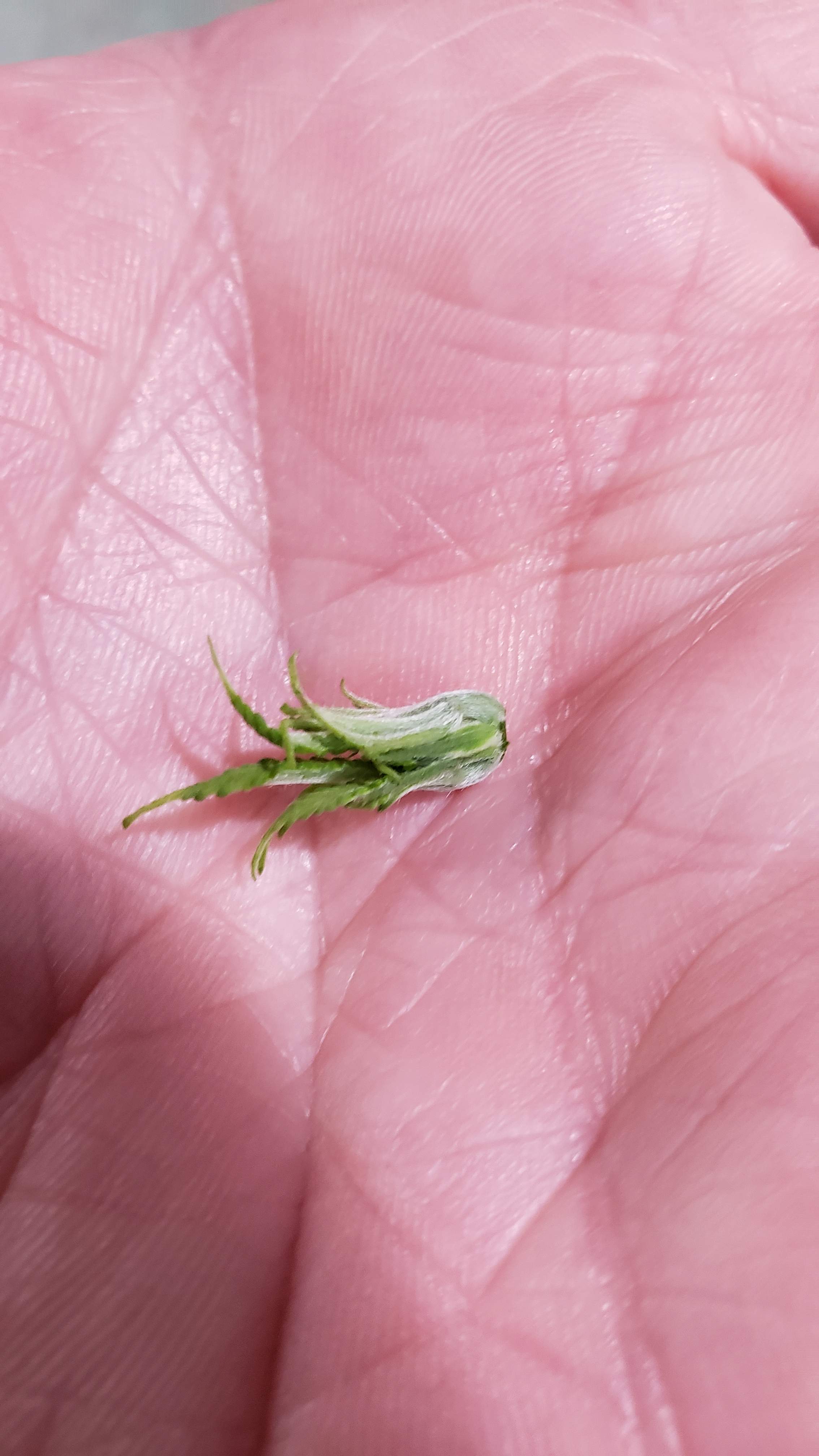 MSNL Blue Dream grow diary (journal) week3 by scooter112 - GrowDiaries