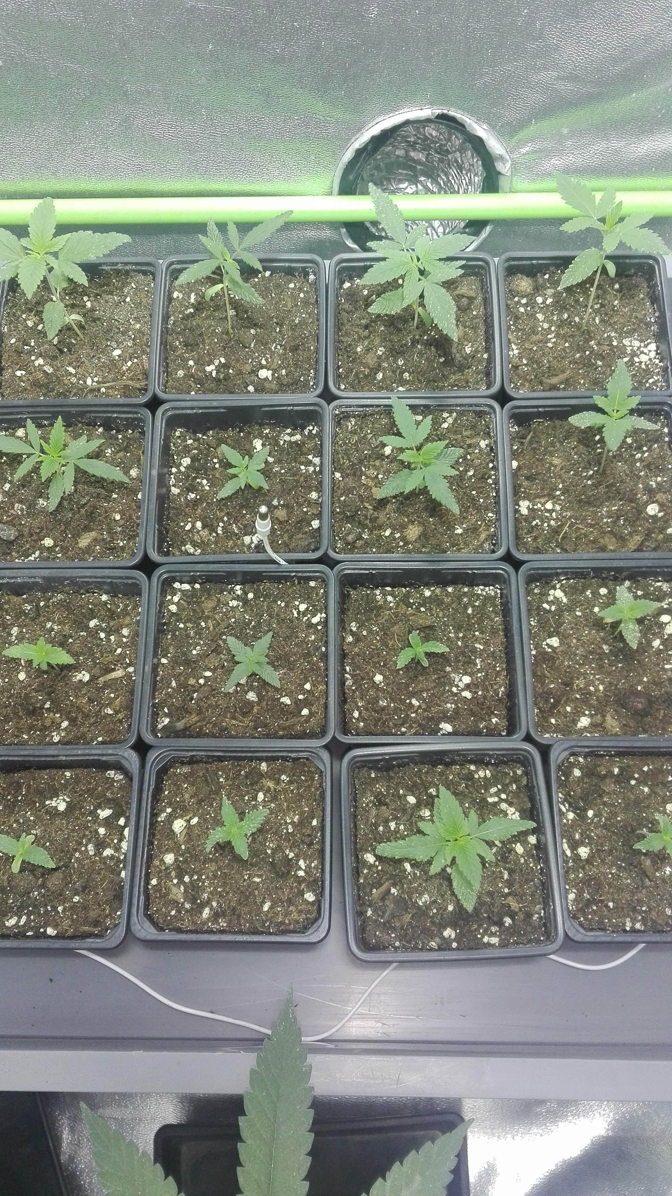 Royal Queen Seeds Green Gelato grow journal week3 by Leonweed10 ...