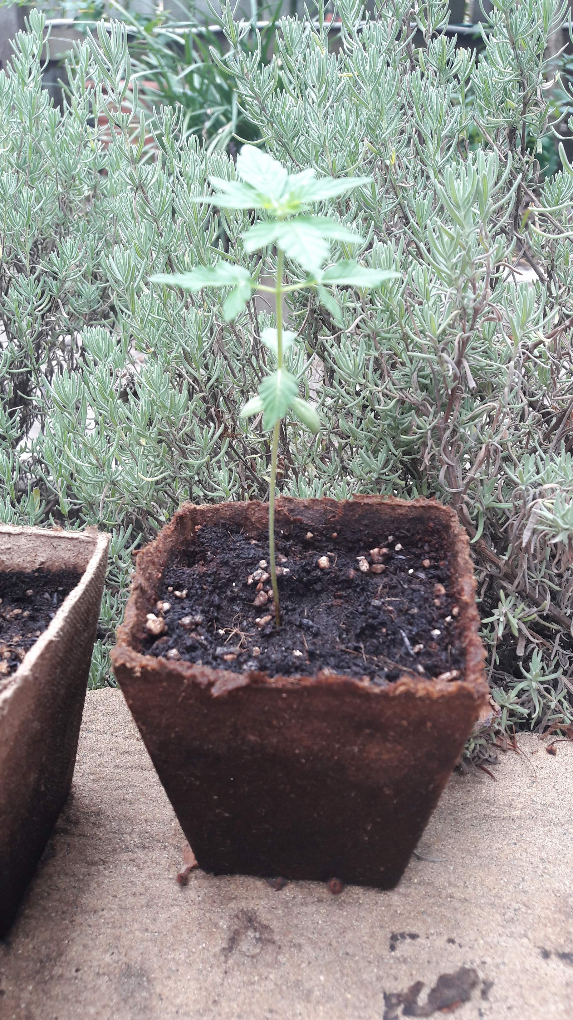 ILGM White Widow Autoflower grow diary (journal) week2 by hey_funboy ...